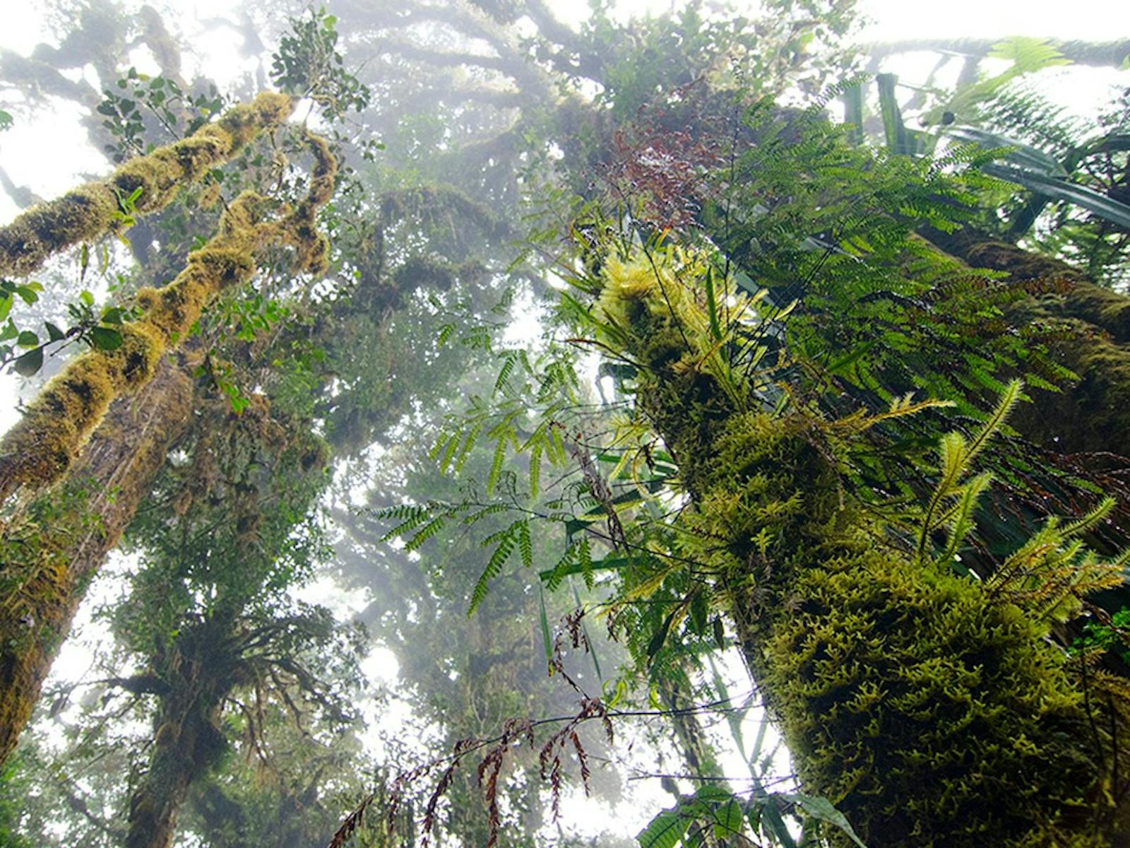 Huon Peninsula Montane Rainforests One Earth